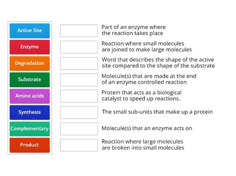 Enzymes Basics Match Up