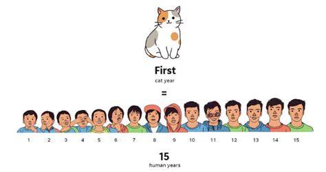 고양이 나이로 사람 나이 체감하기 인스티즈 Instiz 이슈 카테고리