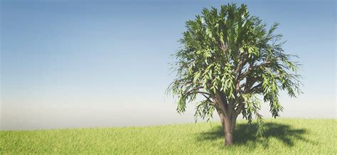how to create a tree using the free sapling add on for blender