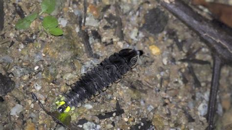 Fireflies Nymph Or Lightning Bugs Emitting Light And Crawling On The Forest Floor With Rocky And