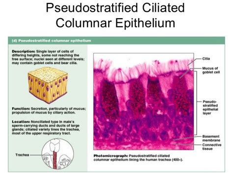 Ciliated Simple Columnar Epithelium Labeled