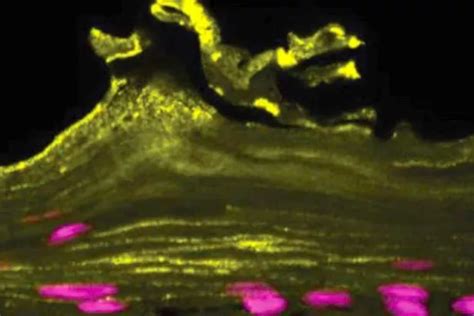 Hi Tech Vagina Chip Walks Talks And Quacks Like A Human Vagina Claims Scientist Daily Star