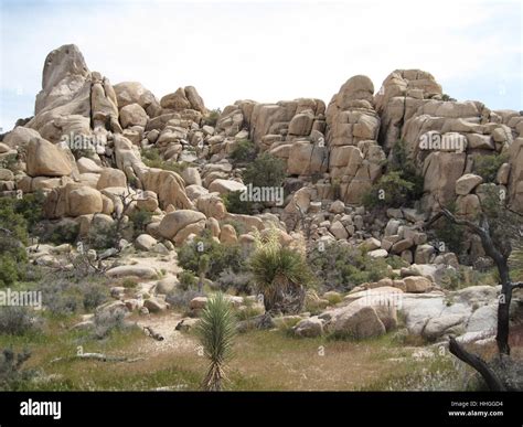 Park Desert Wasteland Rock California Cactus Sparse Stinted
