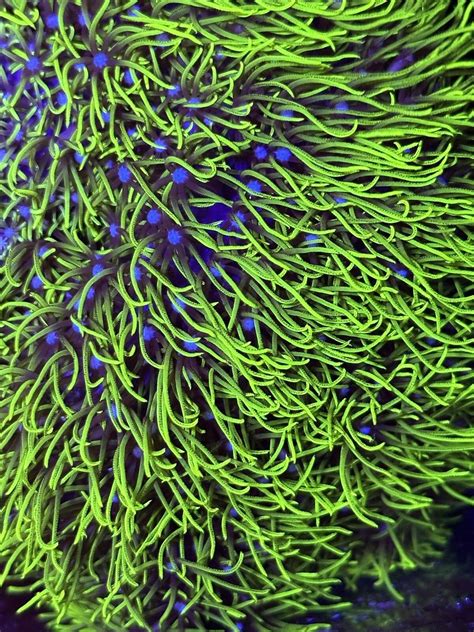 Green Star Polyp Background