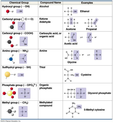 Biological Molecules Flashcards Quizlet