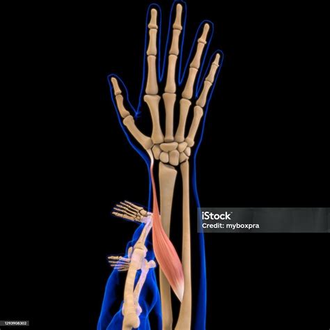 의료 개념 3d 일러스트에 대한 납치자 폴리시스 긴 근육 해부학 3차원 형태에 대한 스톡 사진 및 기타 이미지 3차원 형태 근육 색상 이미지 Istock