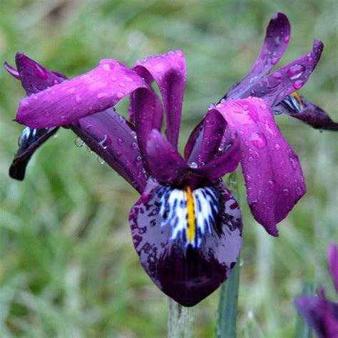 Iris George Garden Design Software Instagram Iris
