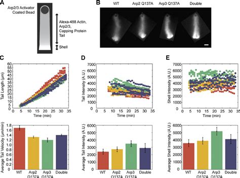 Wild Type And Atp Hydrolysis Mutant Variants Of Arp23 Complex Build