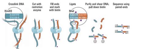三维基因组学研究的是什么？什么是 Hi C 技术？为什么 Hi C 技术这么火？ 知乎