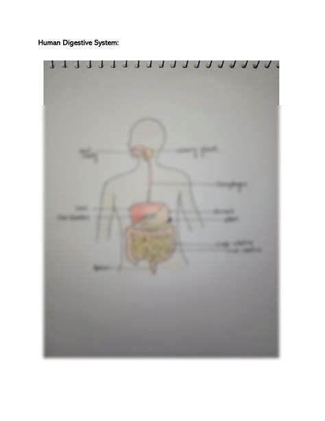 Solution Human Digestive System Diagram Homework Assignment Studypool