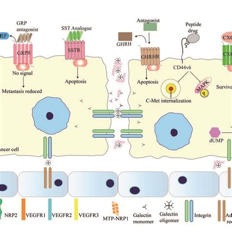 peptides targeting cellular signalling pathways involved in metastasis