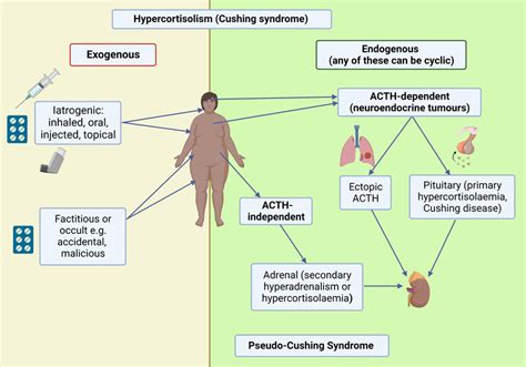 Causes And Nomenclature Of Hypercortisolism Cushing Syndrome In Download Scientific Diagram