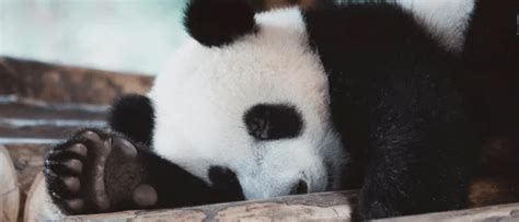 Python Pandas处理大数据的性能优化技巧 Deephub Segmentfault 思否 Python Pandas处理大数据的性能优化技巧 Deephub Segmentfault 思否