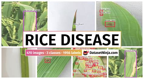 Rice Disease Dataset Ninja