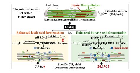Butyric Acid Fermentation During Ensiling Of Wilted Maize Stover For