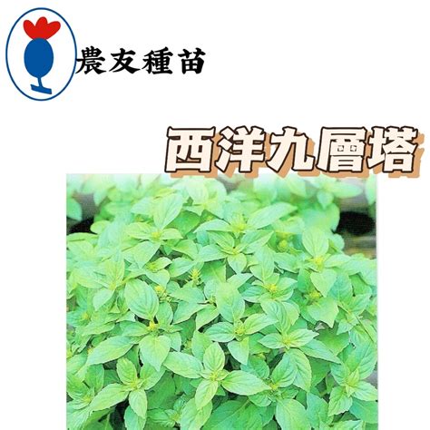 西洋九層塔 庭園羅勒 【香藥草種子】 西洋九層塔種子 農友種苗 小包裝種子 約100粒包 產地美國 蝦皮購物