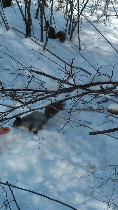 Две Белочки дружно завтракают Youtube