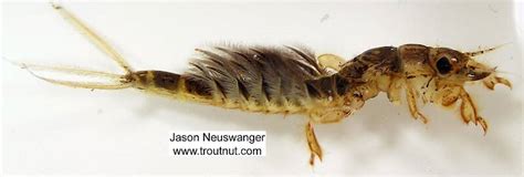 Hexagenia Limbata Hex Mayfly Nymph Pictures