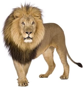 Lion Picture Free Stock Photos In Image Format Size 3552x3182