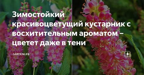 Зимостойкий красивоцветущий кустарник с восхитительным ароматом ...