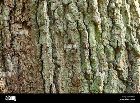 Green N Tree Bark Texture Background Stock Photo Alamy