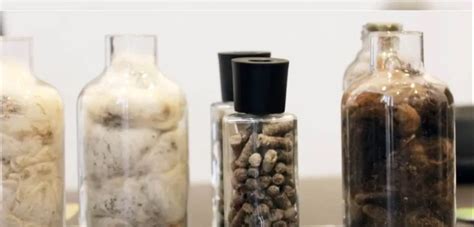 Хонины ноосоор бордоо хийсэн монгол хүний бүтээл дэлхийд гайхагдаж байна