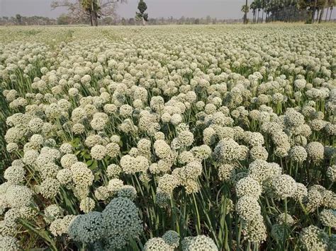 မြစ်သား ကြက်သွန်မျိုးစေ့ စိုက်ပျိုးနည်း မျှဝေကြမယ်