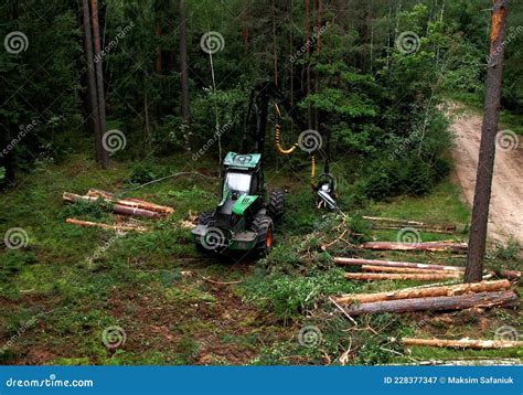 Forest Harvester During Sawing Trees In A Forest Forestry Tree Harvester In Woodland On