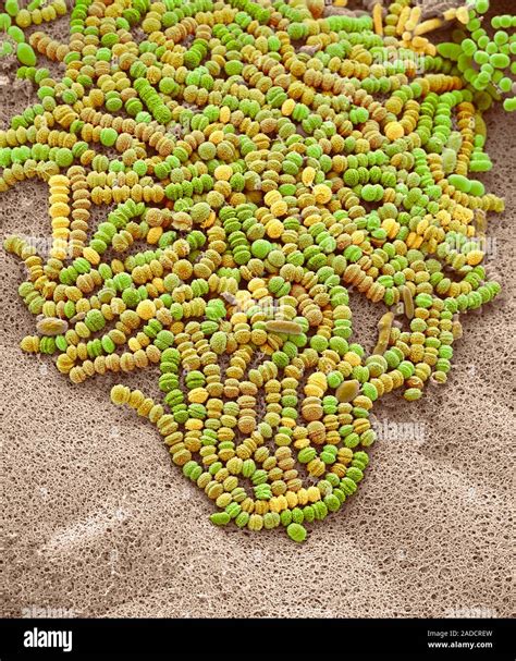 Faecal Bacteria Scanning Electron Micrograph Sem Of Bacteria Cultured From A Sample Of Human