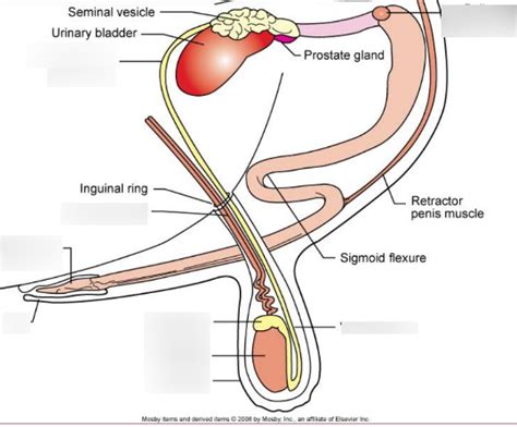 Male Reproduction System Diagram Quizlet
