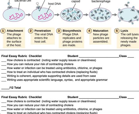 Free Lytic And Lysogenic Cycle Worksheet Download Free Lytic And