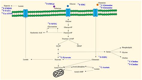 Application Of Metabolic Reprogramming To Cancer Imaging And Diagnosis
