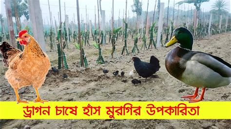 ড্রাগন বাগানে হাঁস মুরগি থাকার উপকারিতা Dream Village Youtube