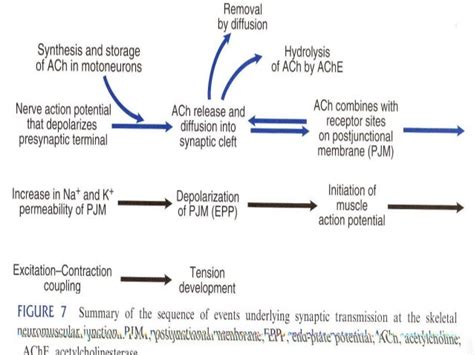 Neuromuscular Transmission