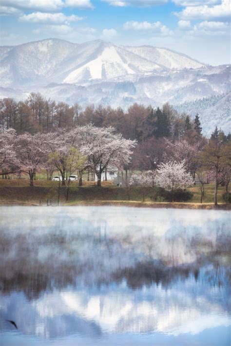 針湖池の桜と雪山 GANREF