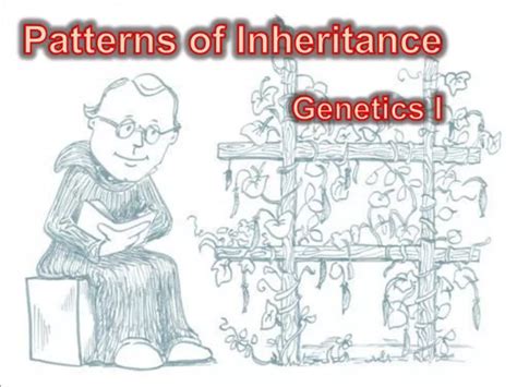 Ppt Patterns Of Inheritance Powerpoint Presentation Free Download Id3695530
