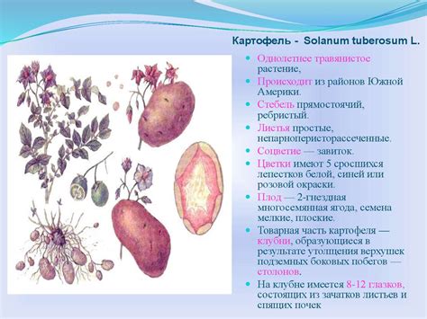 Семейство паслёновые Online Presentation