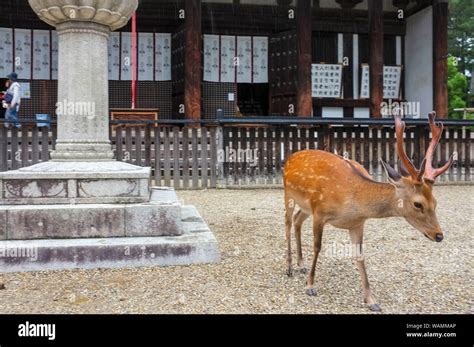 The Sacred Deer Of Nara Nara Shi In Japan The Deer Are Sika Deer