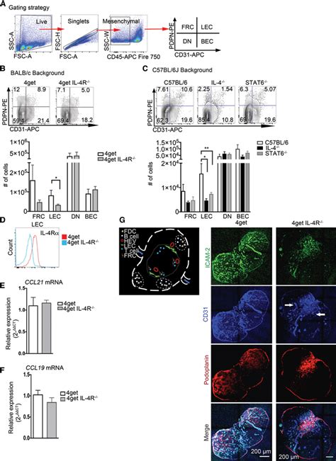Maintenance Of Endothelial Cells In Peripheral Lymph Nodes In Steady