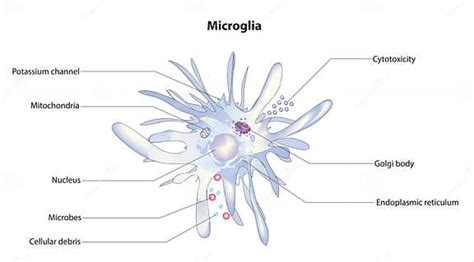 Microglia Ilustración Del Vector Ilustración De Nervioso 321335437