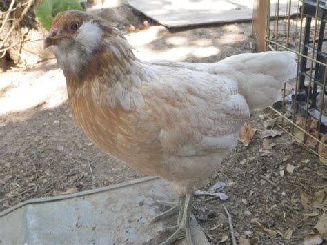 Easter Egger Started Pullet