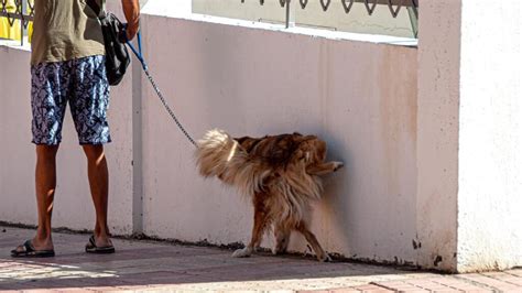 Cómo Limpiar La Pipi De Los Perros Con Vinagre Unotv