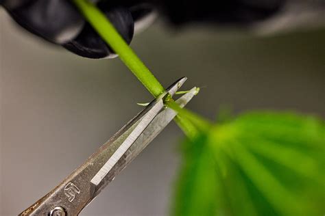 Cloning Weed Like An Professional