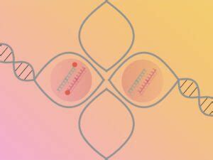 Differences Between Probe Vs Primer