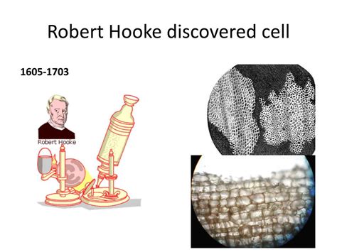 Ppt Aim How Did Scientists Discover Cells Powerpoint Presentation Free Download Id 5757491