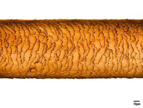 Human Hair Quality 101 Understanding The Basics Of Human Hair Bossique