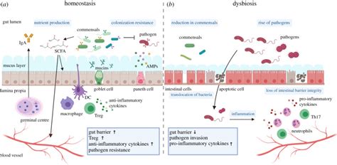 Microbiotahost Interactions Shape Ageing Dynamics Pmc