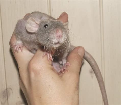 Naked Dumbo Rats Reptile Forums