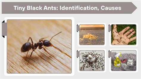 Tiny Black Ants Identification Causes And Effective Control