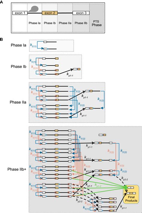 Mathematical Modeling Identifies Potential Gene Structure Determinants Of Co Transcriptional